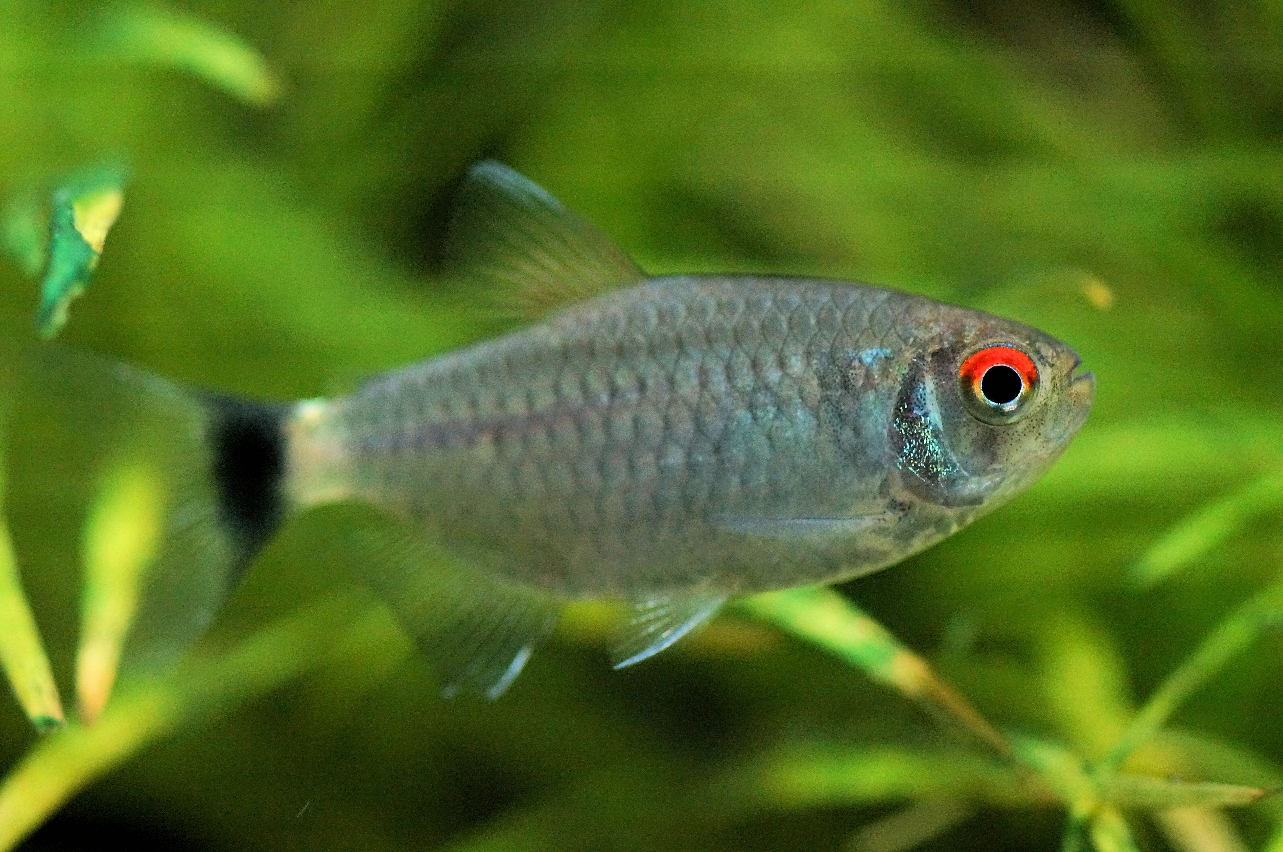 Red Eye Glass Tetra - L