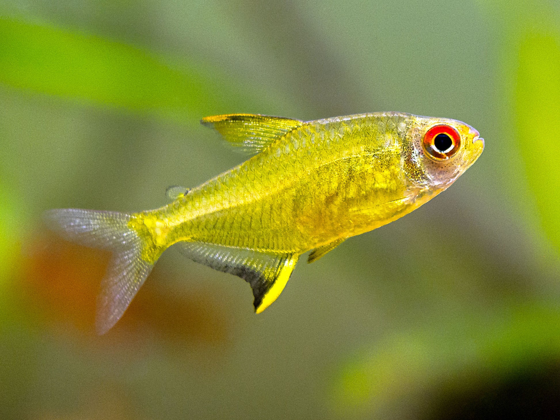 Lemon Tetra - L
