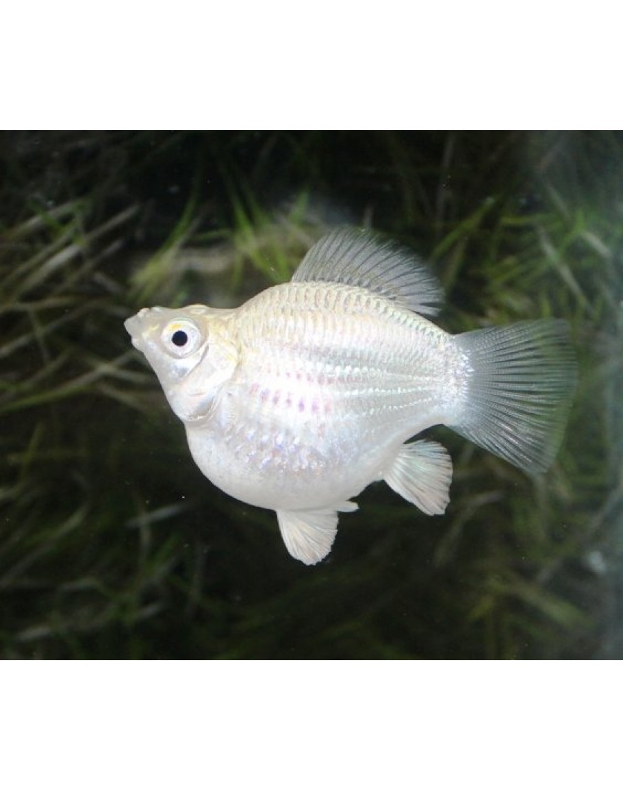 Silver Balloon Molly - L