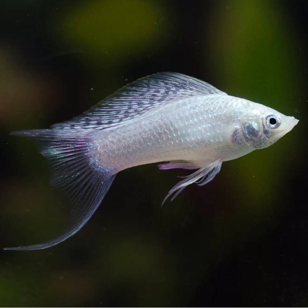 Silver Lyretail Molly - L