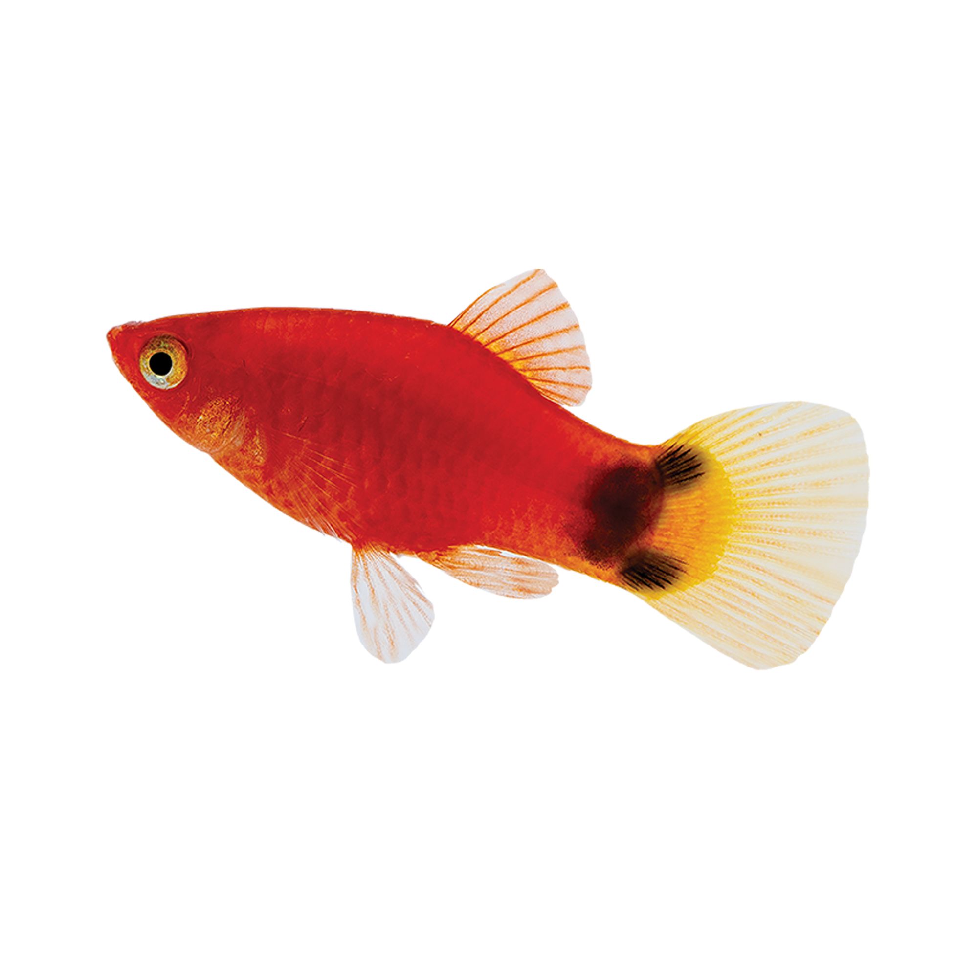 Red Mickey Mouse Platy - L
