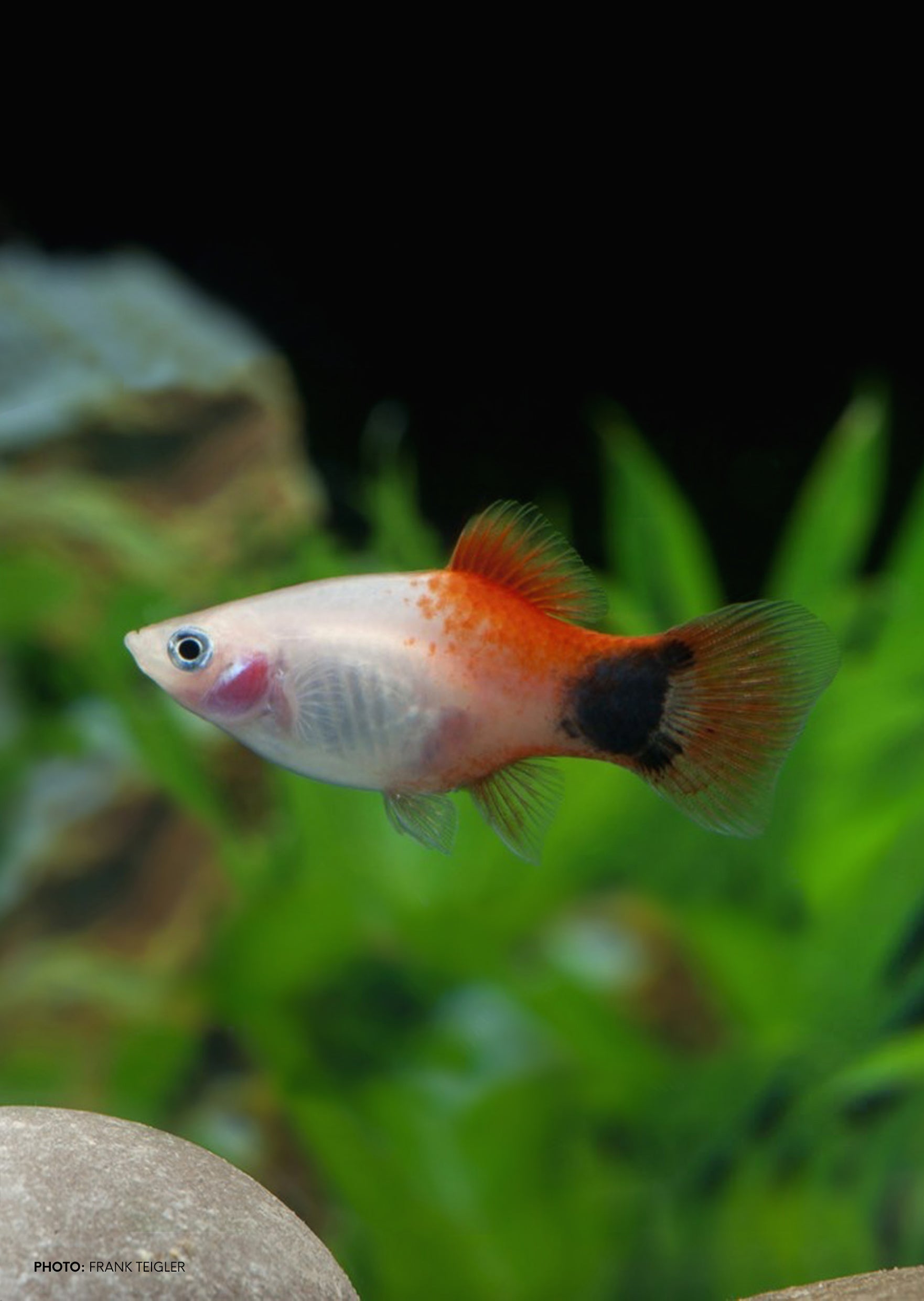 White Mickey Mouse Platy - L